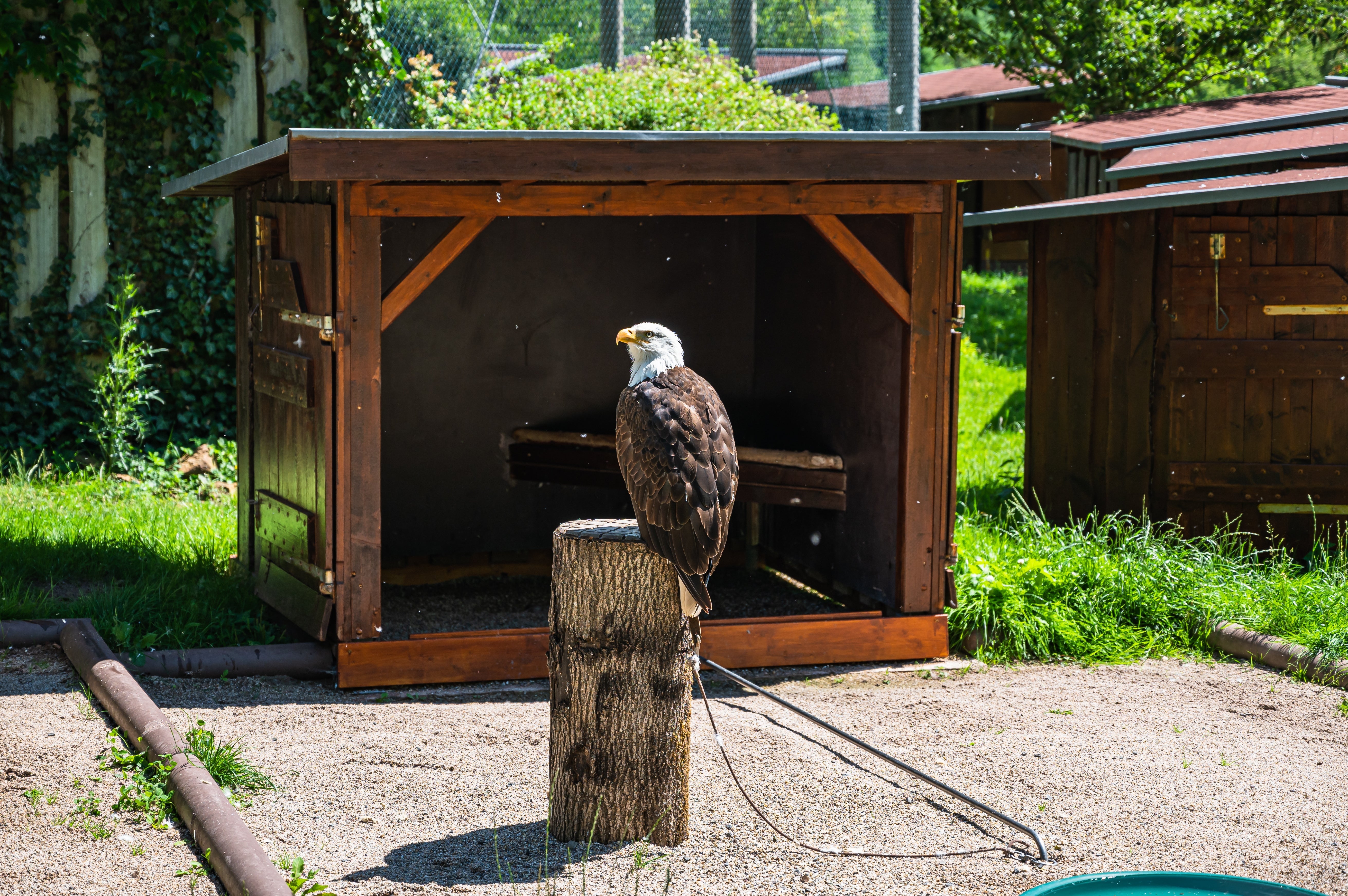 Falconry Cages & Traps – Royal Raptors